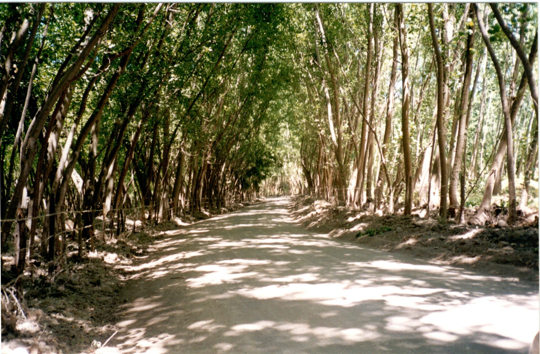 Comuna de Olivar – Ilustre Municipalidad De Olivar